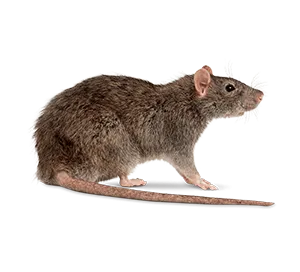 Termite Inspection Campbelltown | Senior Pest Management