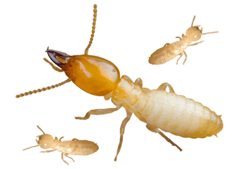 Termite Inspection Campbelltown | Senior Pest Management